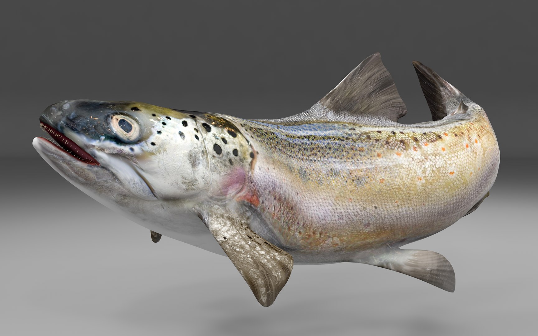 TROUT L2001 3D - TurboSquid 2074371