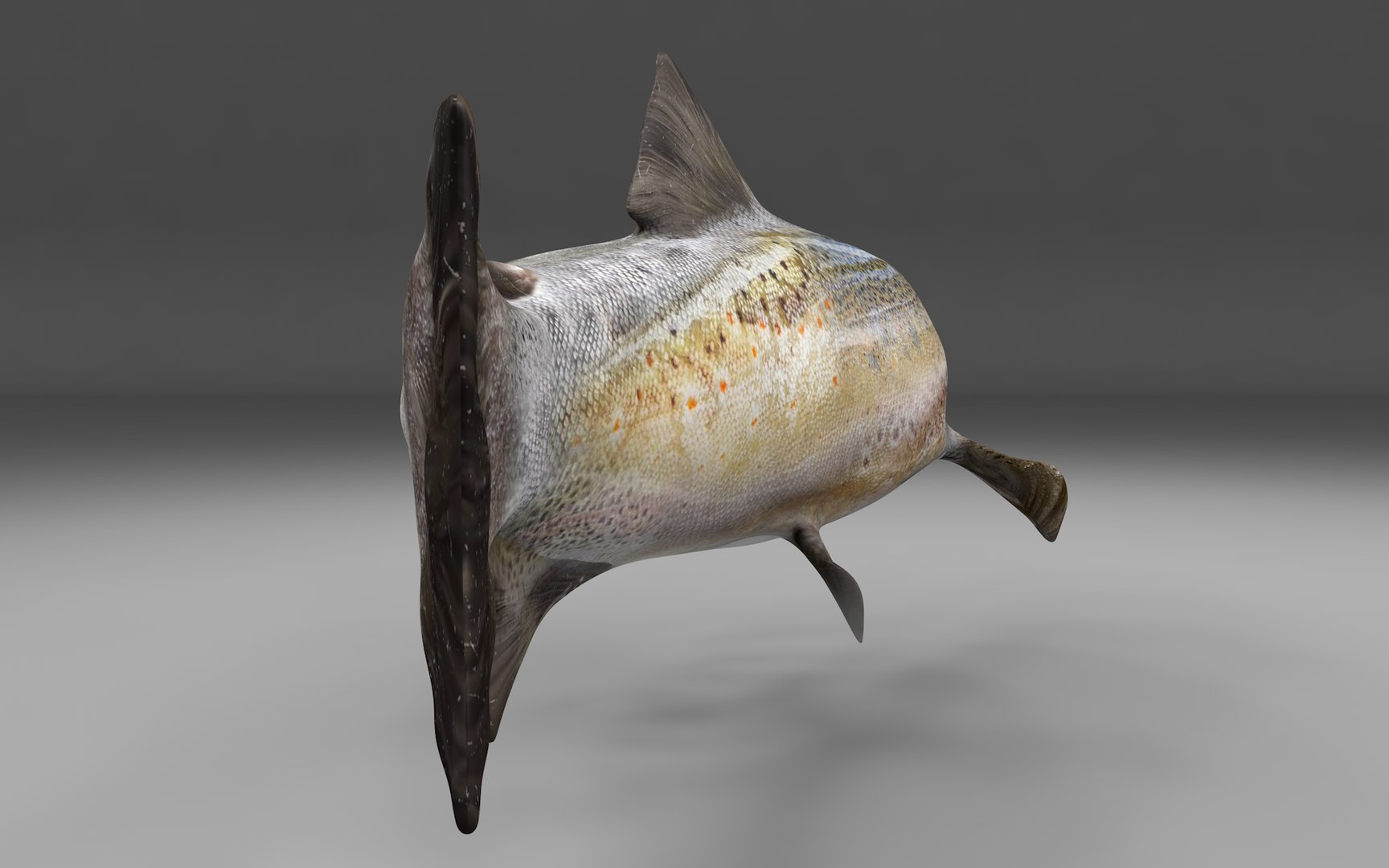 TROUT L2001 3D - TurboSquid 2074371