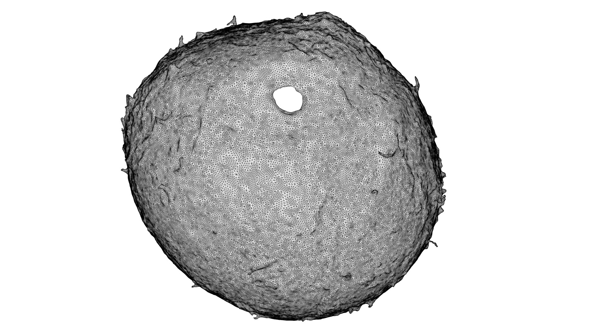 3D Photorealistic 3D Scan Of Coconut Skin - TurboSquid 2291678