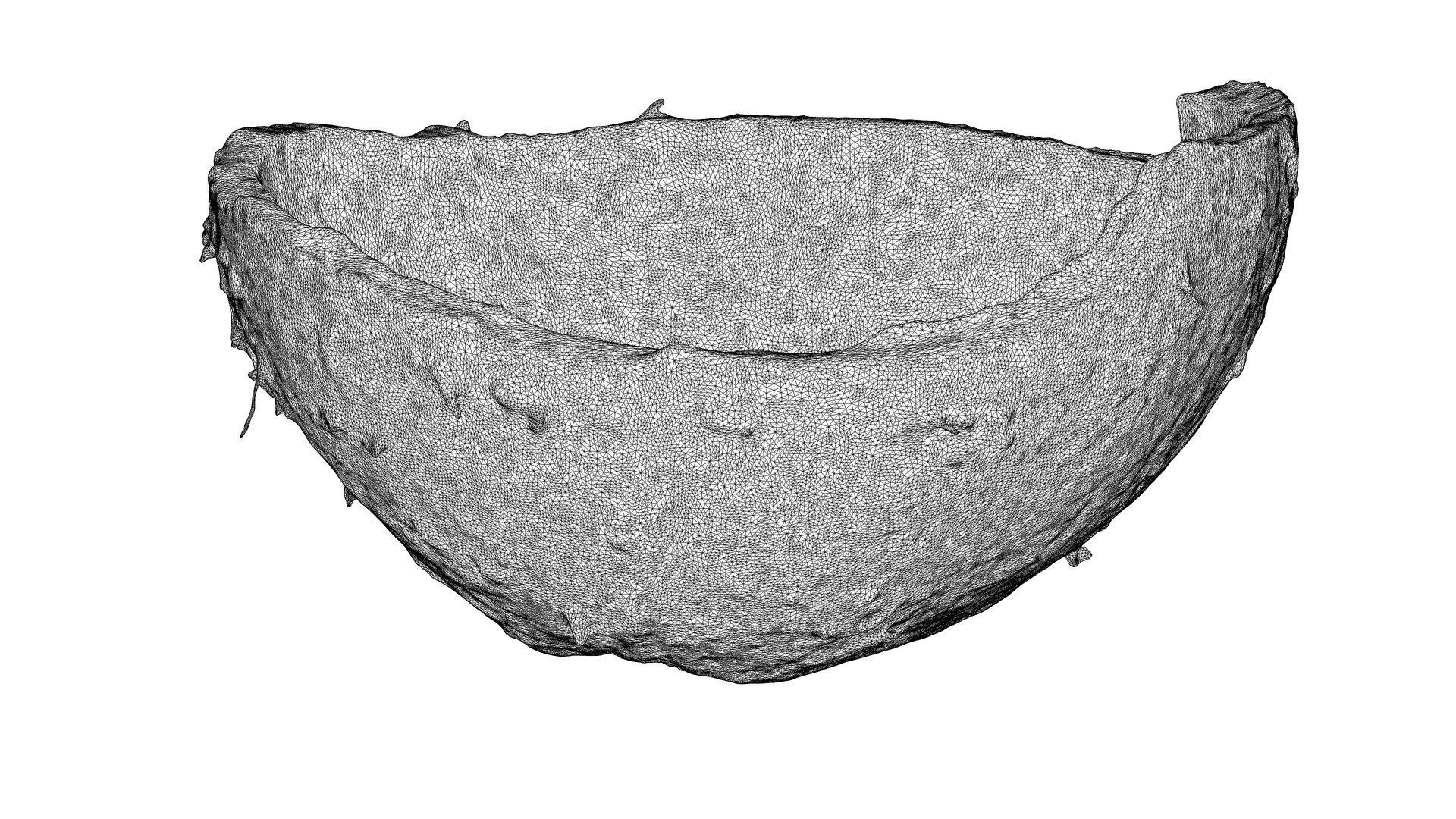 3D Photorealistic 3D Scan Of Coconut Skin - TurboSquid 2291678