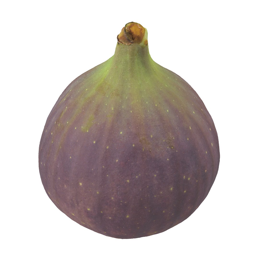 3D photorealistic scanned fig model - TurboSquid 1621149