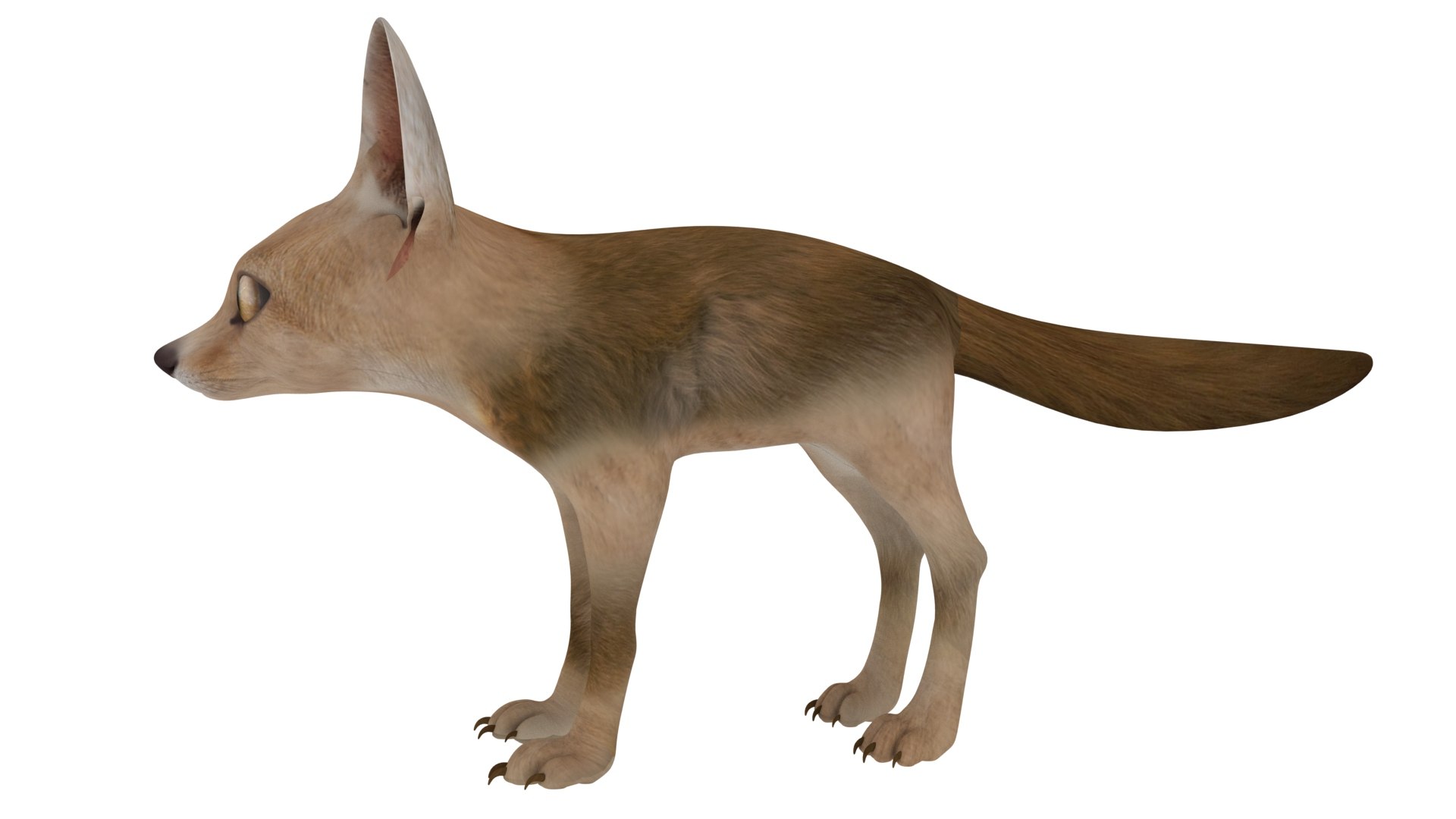 3D fennec fox - TurboSquid 1749191
