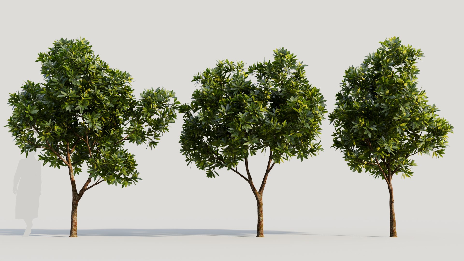 Plumeria Obtusa A Model - TurboSquid 2178954