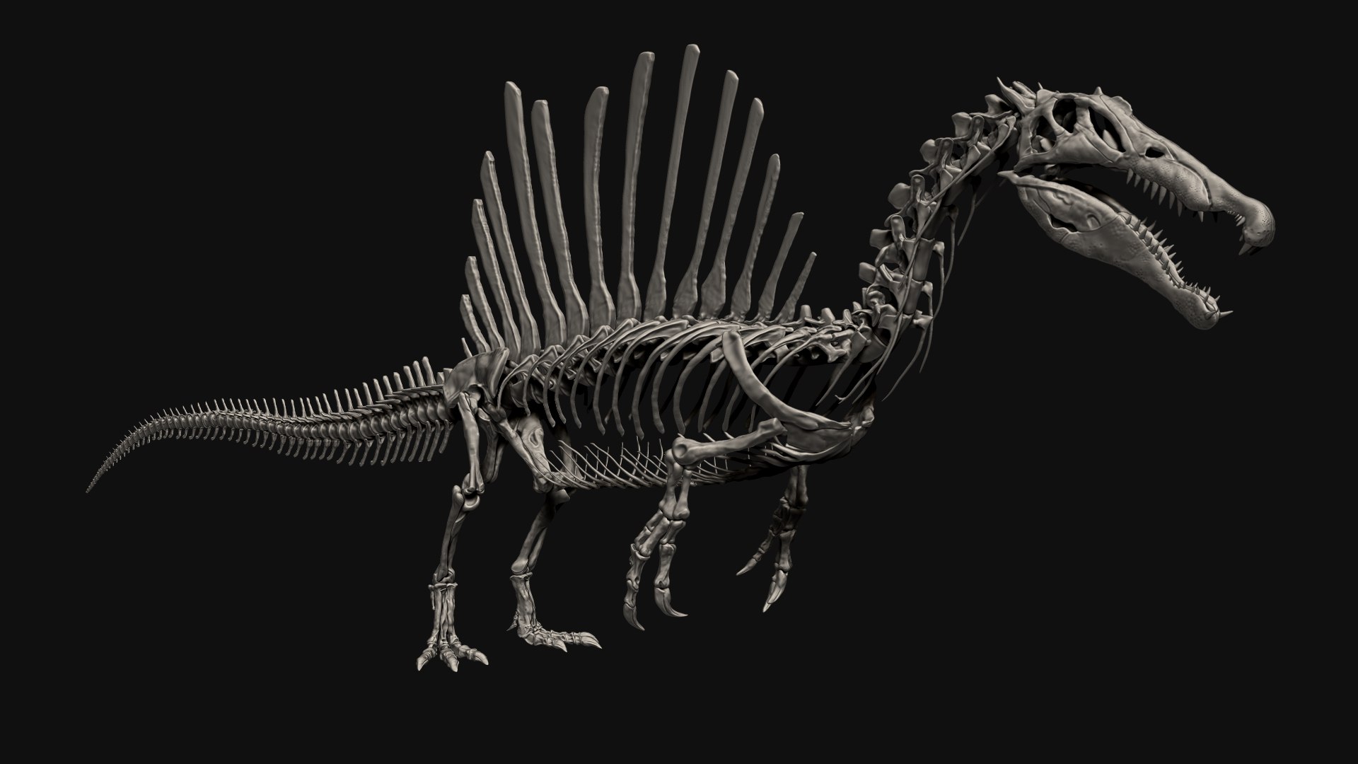 3D Spinosaurus Full Skeleton Sculpt Model Model - TurboSquid 1714710