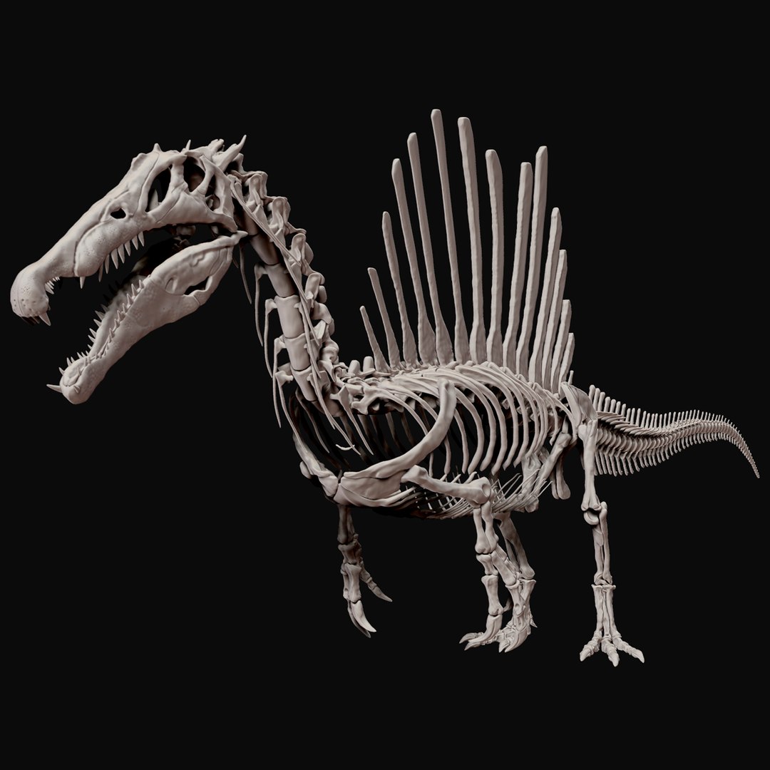 3D Spinosaurus Full Skeleton Sculpt Model Model - TurboSquid 1714710