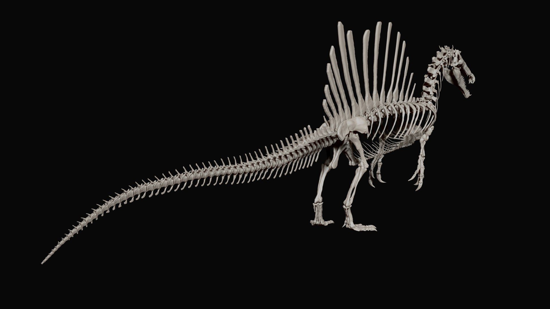 3D Spinosaurus Full Skeleton Sculpt Model Model - TurboSquid 1714710