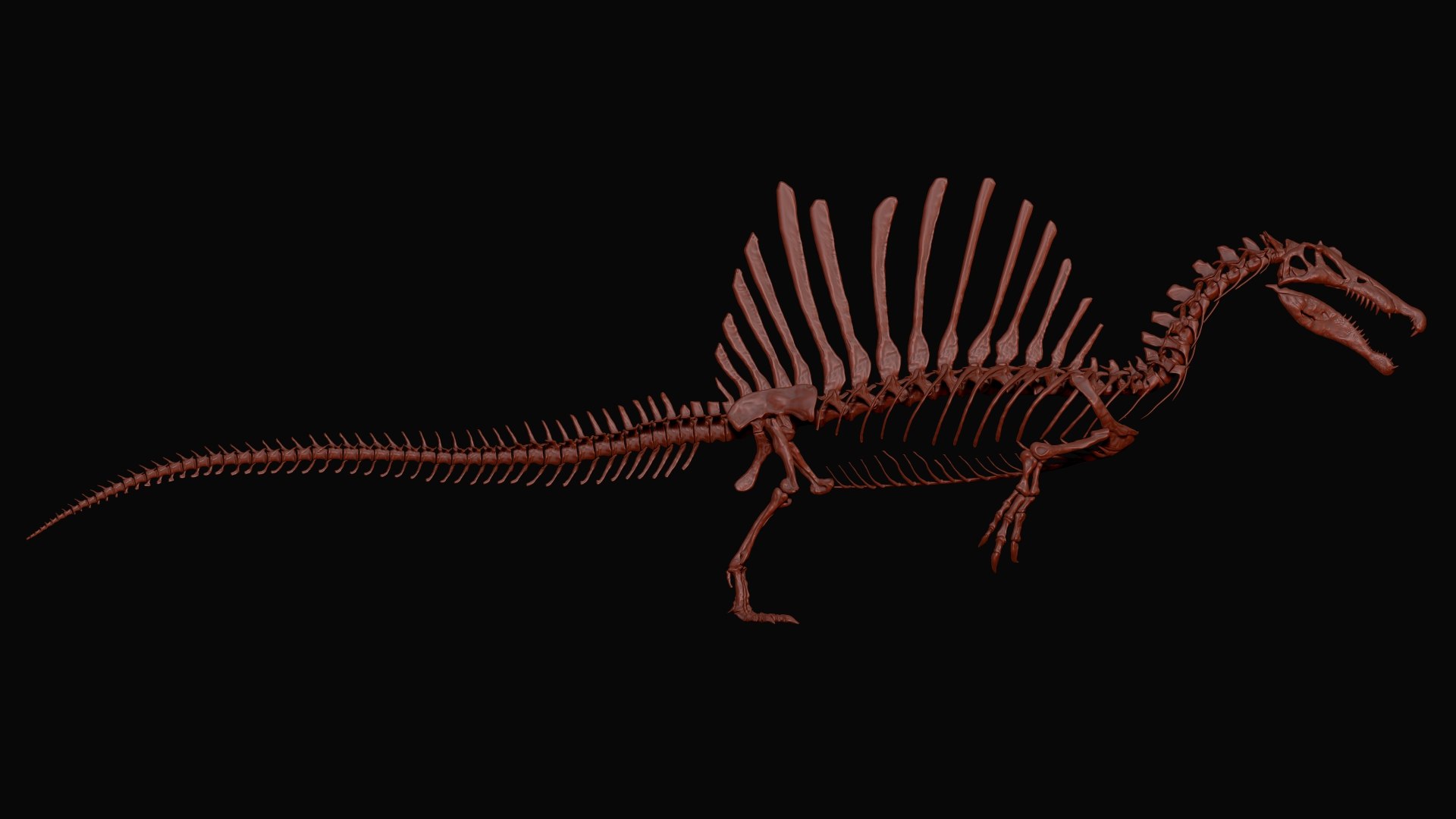 3D Spinosaurus Full Skeleton Sculpt Model Model - TurboSquid 1714710