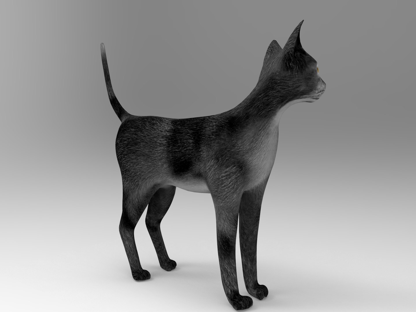 Cat Rigged 3d Model