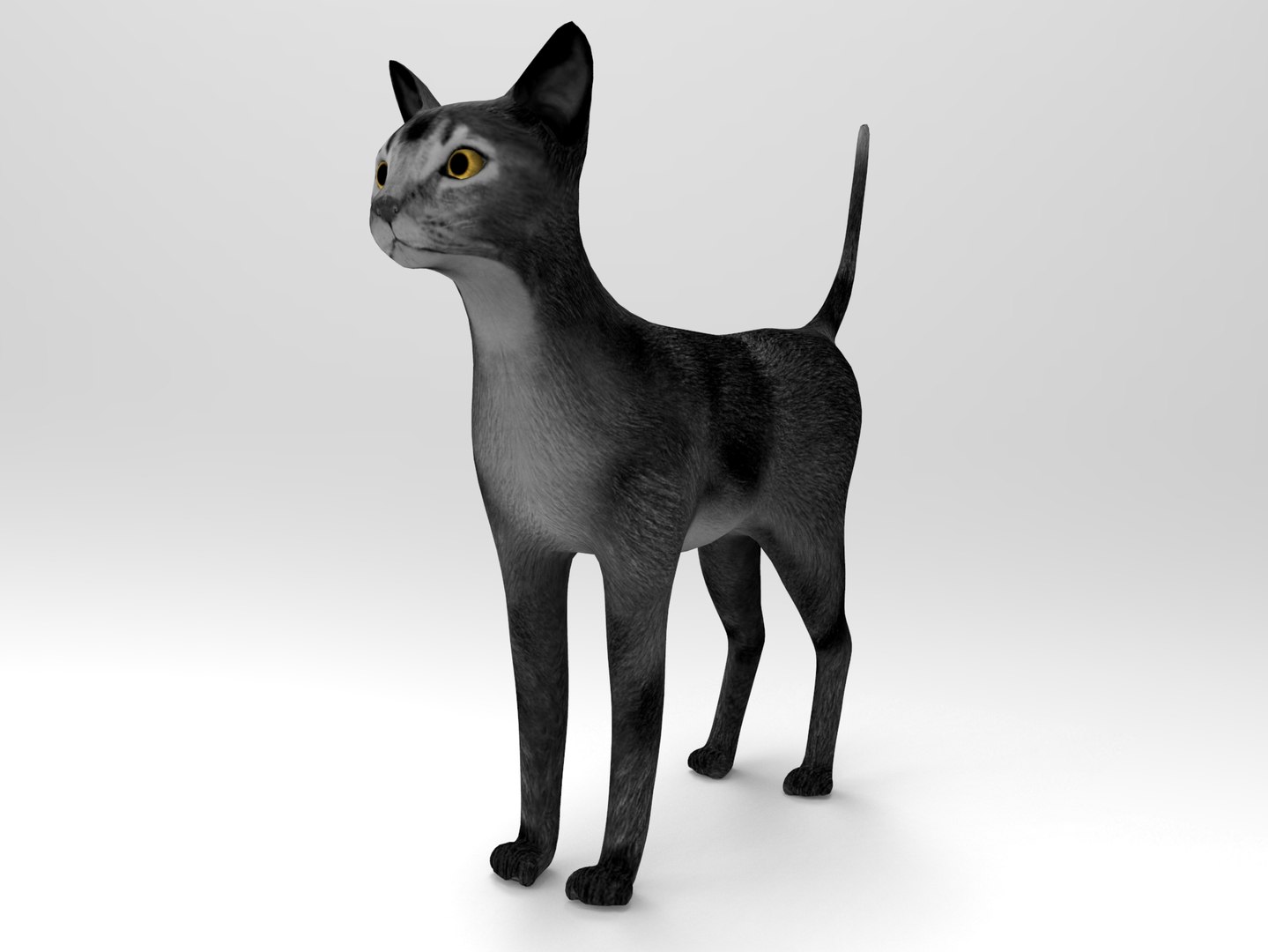 Cat Rigged 3d Model
