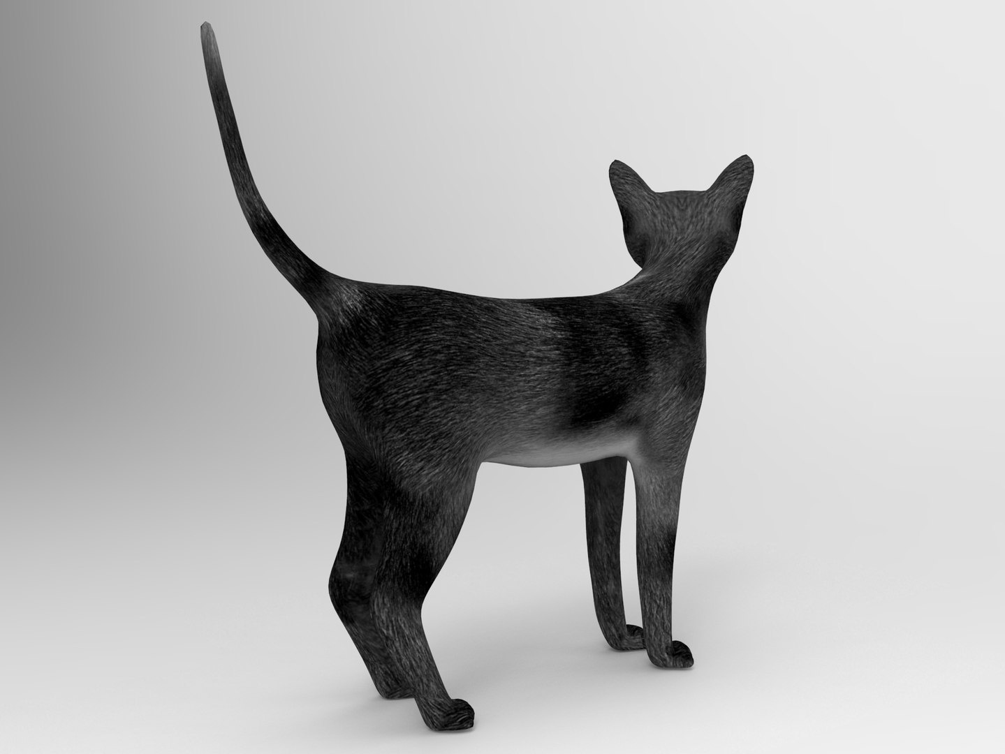 Cat Rigged 3d Model