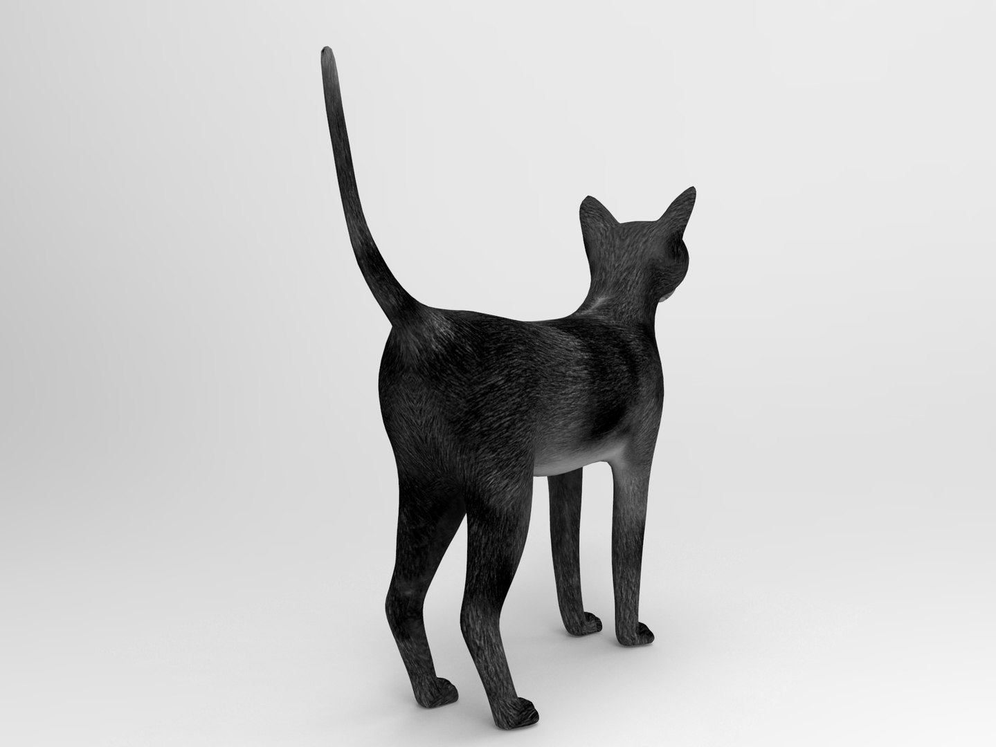 Cat Rigged 3d Model
