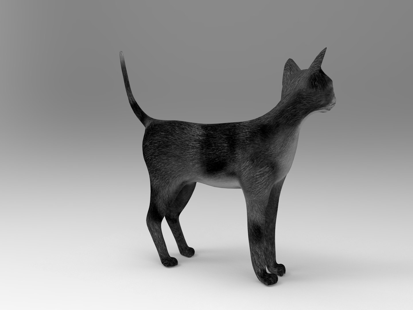 Cat Rigged 3d Model