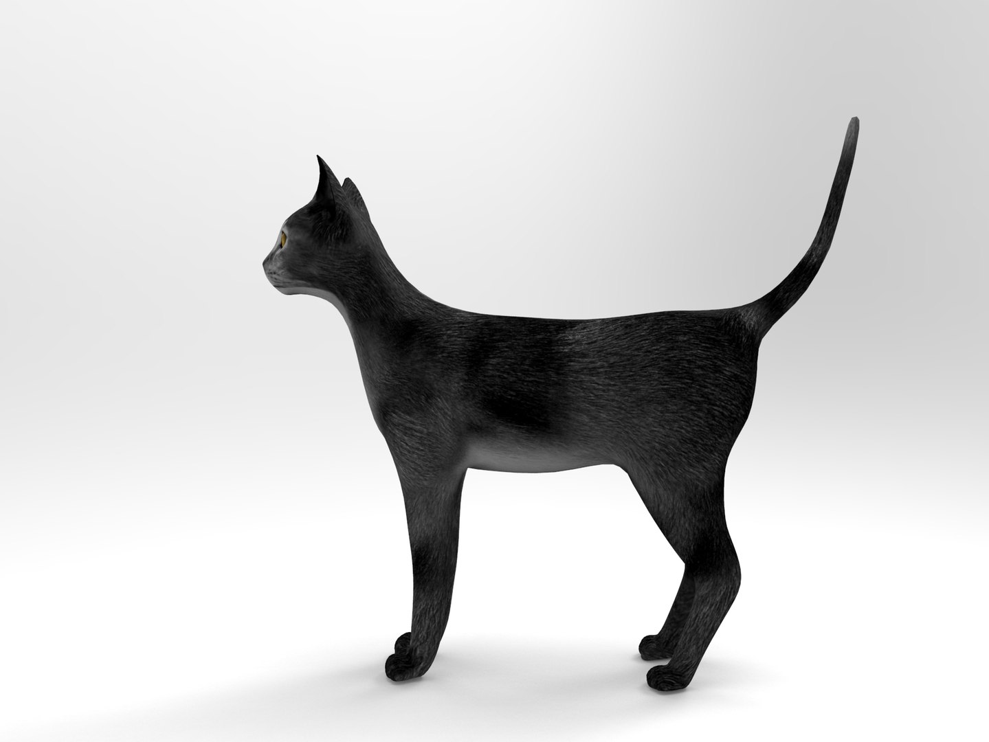 Cat Rigged 3d Model