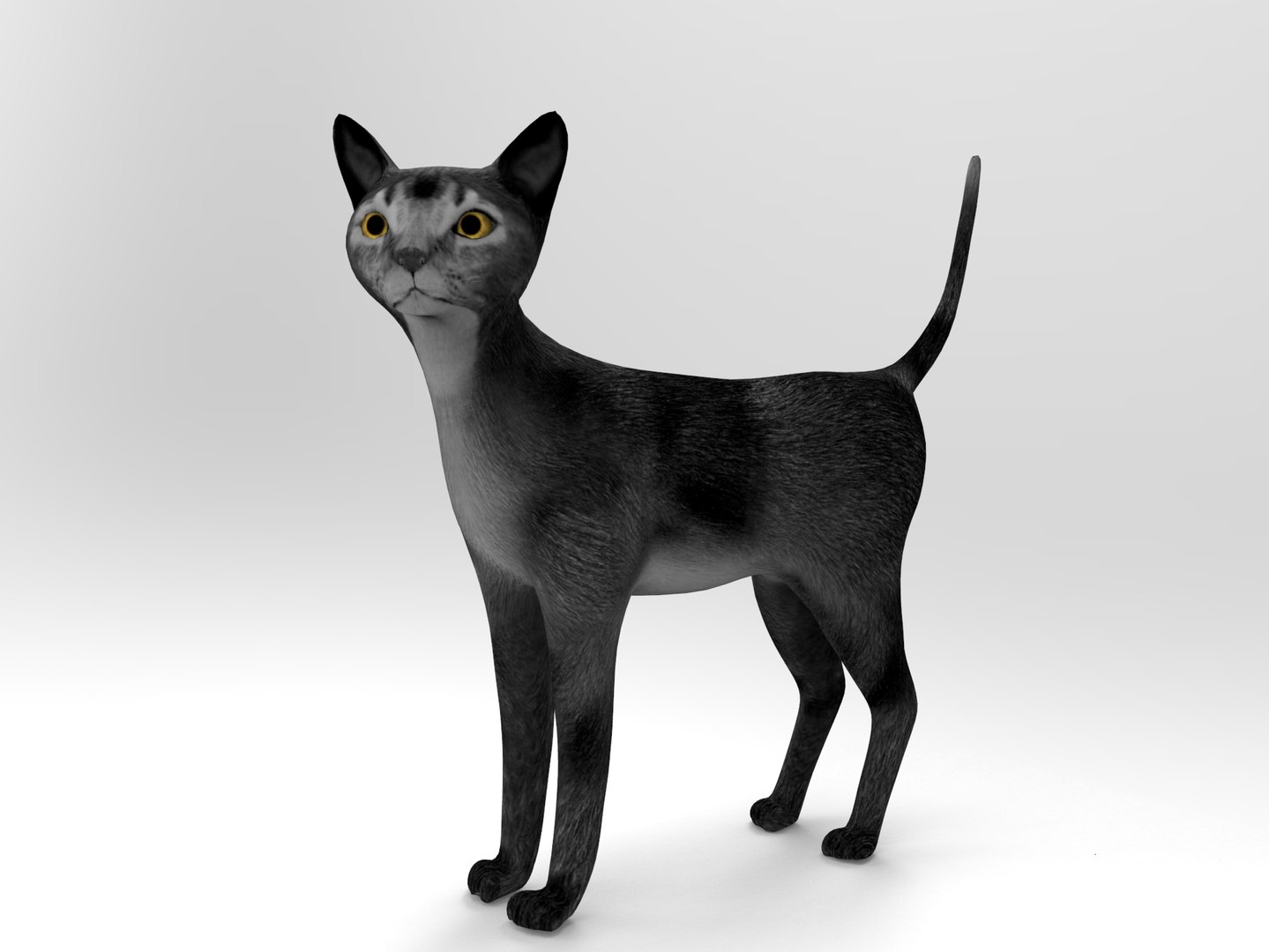 Cat Rigged 3d Model