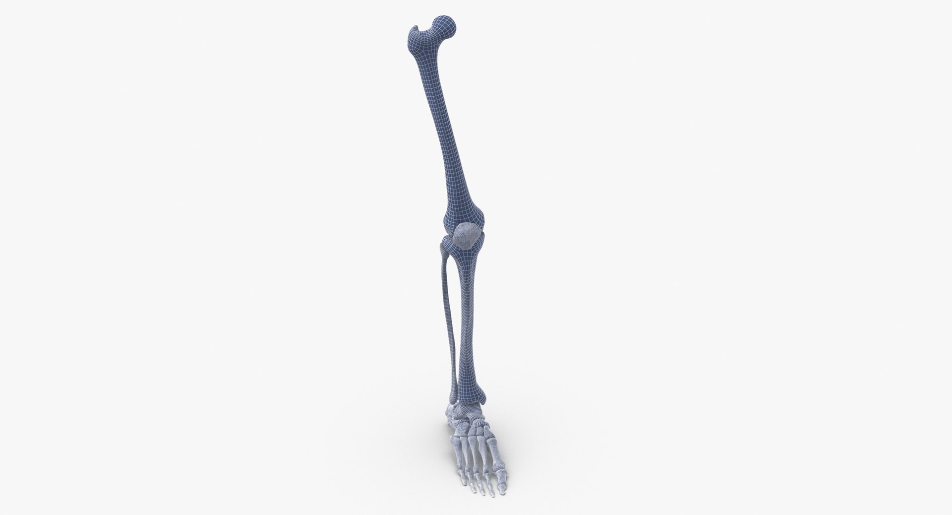 3D model human leg bones anatomy - TurboSquid 1550739