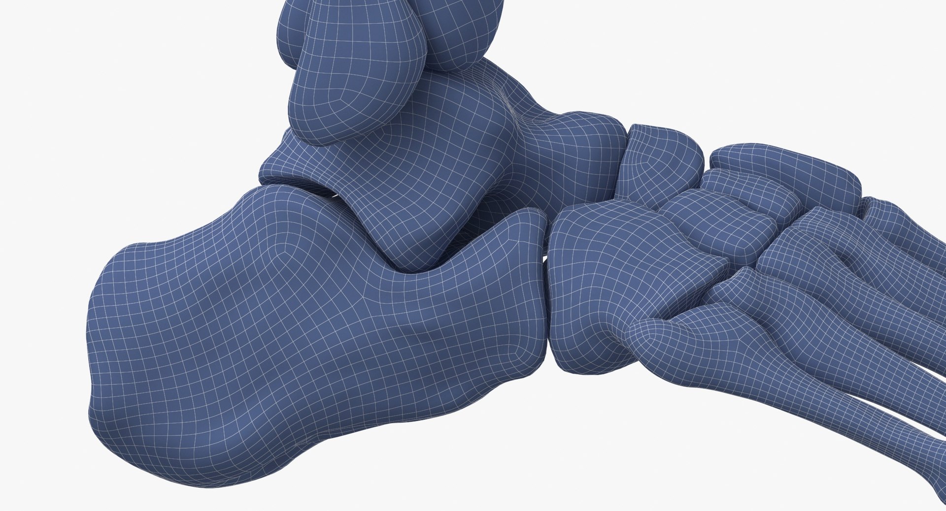 3D Model Human Leg Bones Anatomy - TurboSquid 1550739