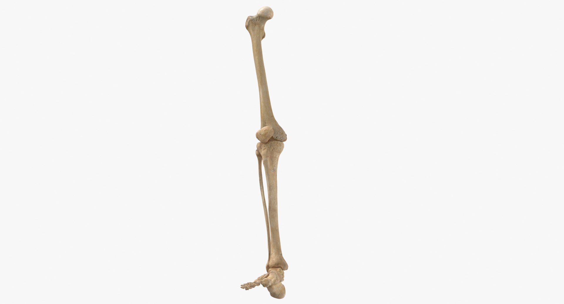 3D model human leg bones anatomy - TurboSquid 1550739