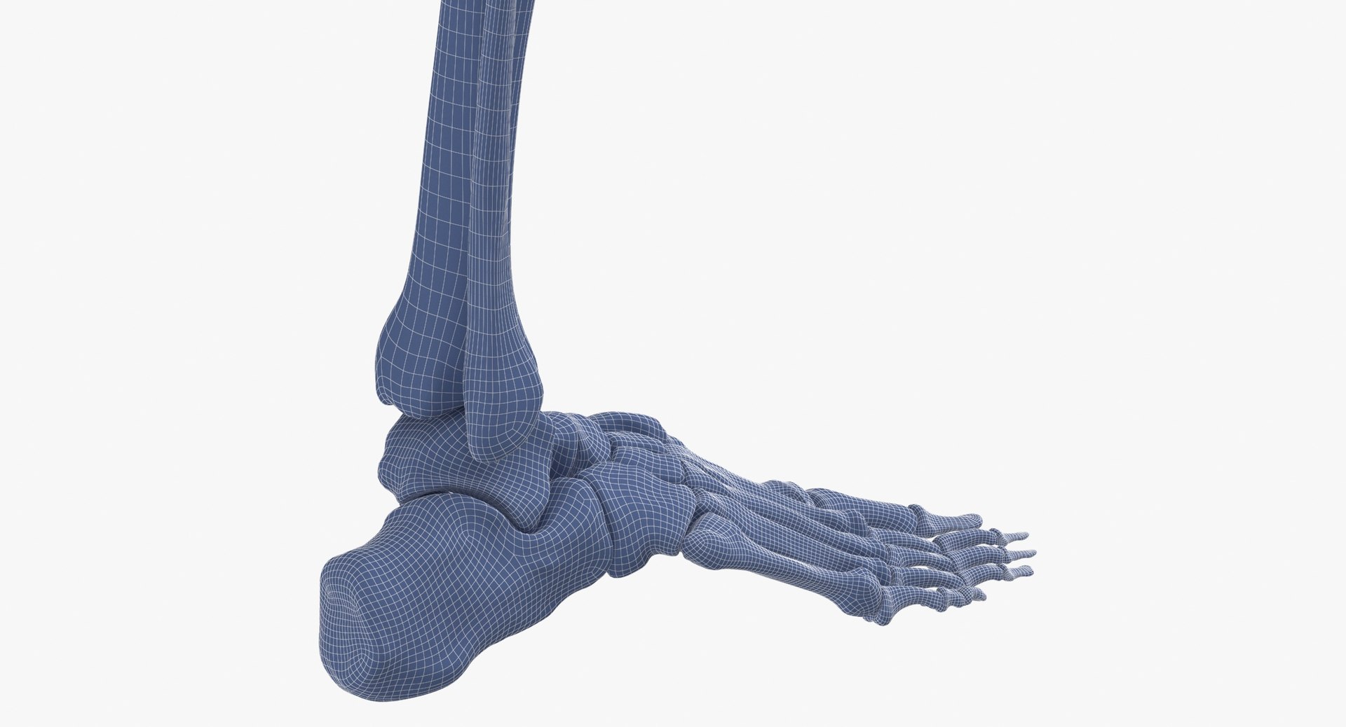 3D Model Human Leg Bones Anatomy - TurboSquid 1550739