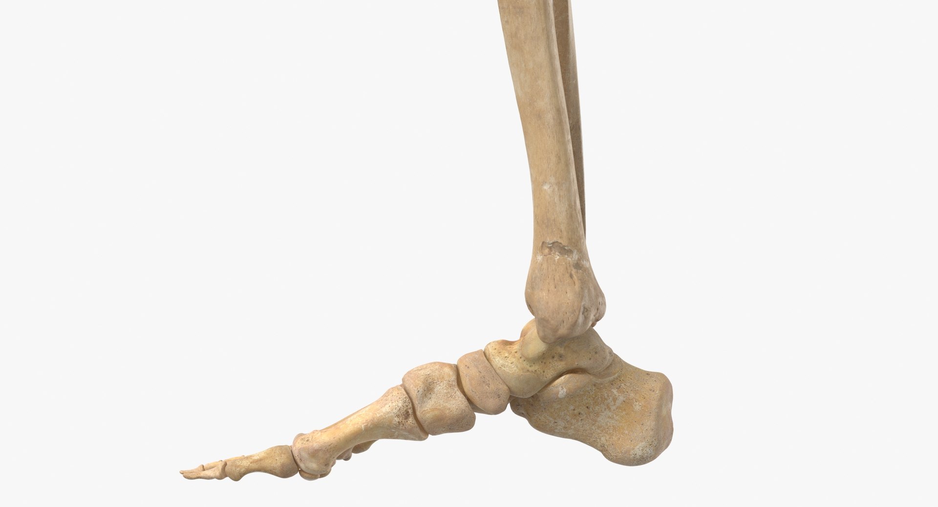 3D model human leg bones anatomy - TurboSquid 1550739