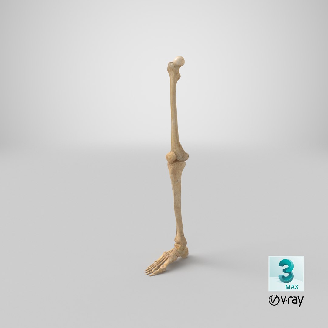 3D Model Human Leg Bones Anatomy - TurboSquid 1550739