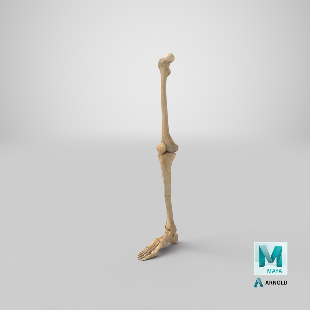 3D Model Human Leg Bones Anatomy - TurboSquid 1550739