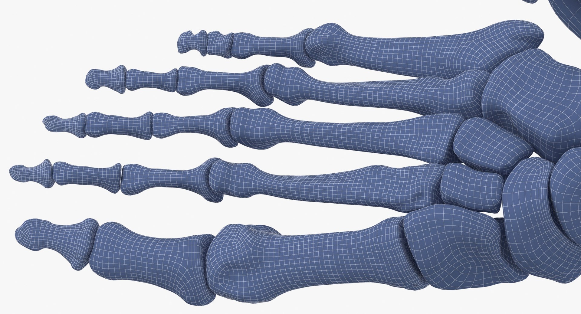 3D Model Human Leg Bones Anatomy - TurboSquid 1550739