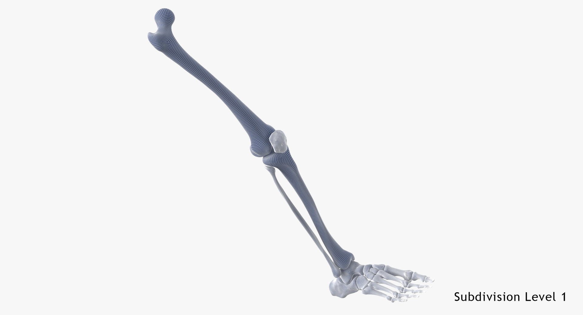 3D Model Human Leg Bones Anatomy - TurboSquid 1550739