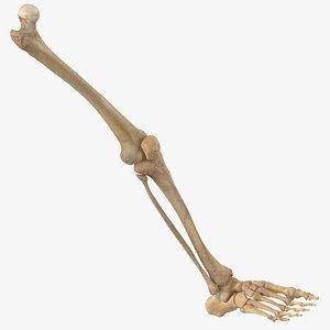 real leg bones