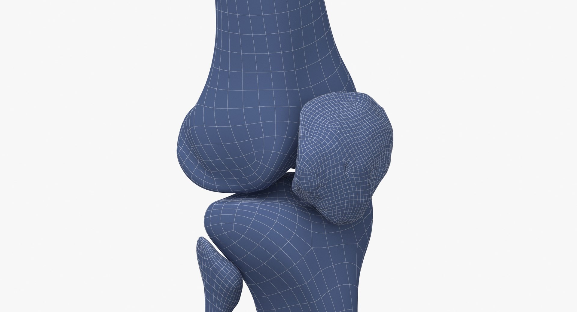 3D Model Human Leg Bones Anatomy - TurboSquid 1550739