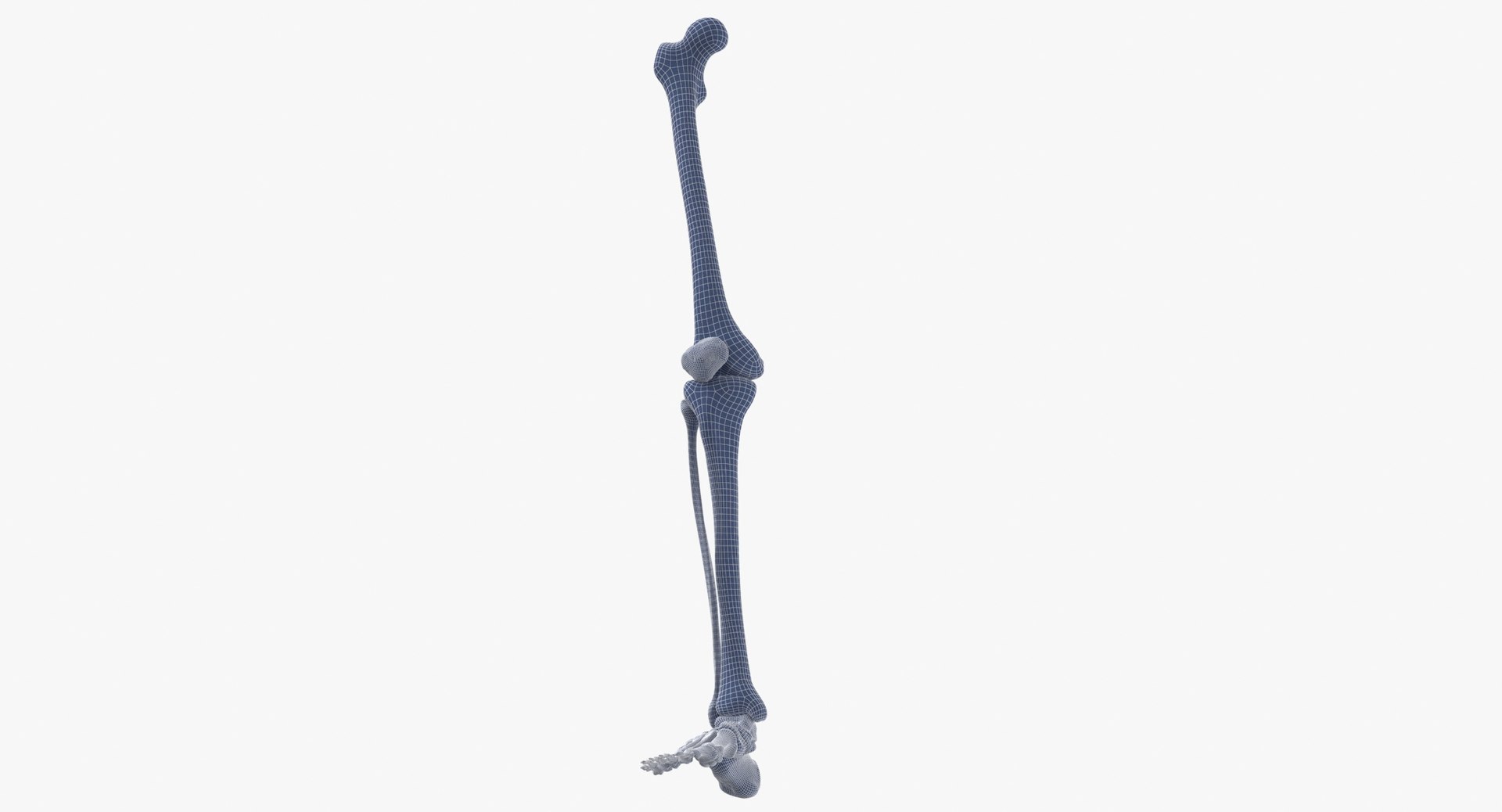 3D Model Human Leg Bones Anatomy - TurboSquid 1550739