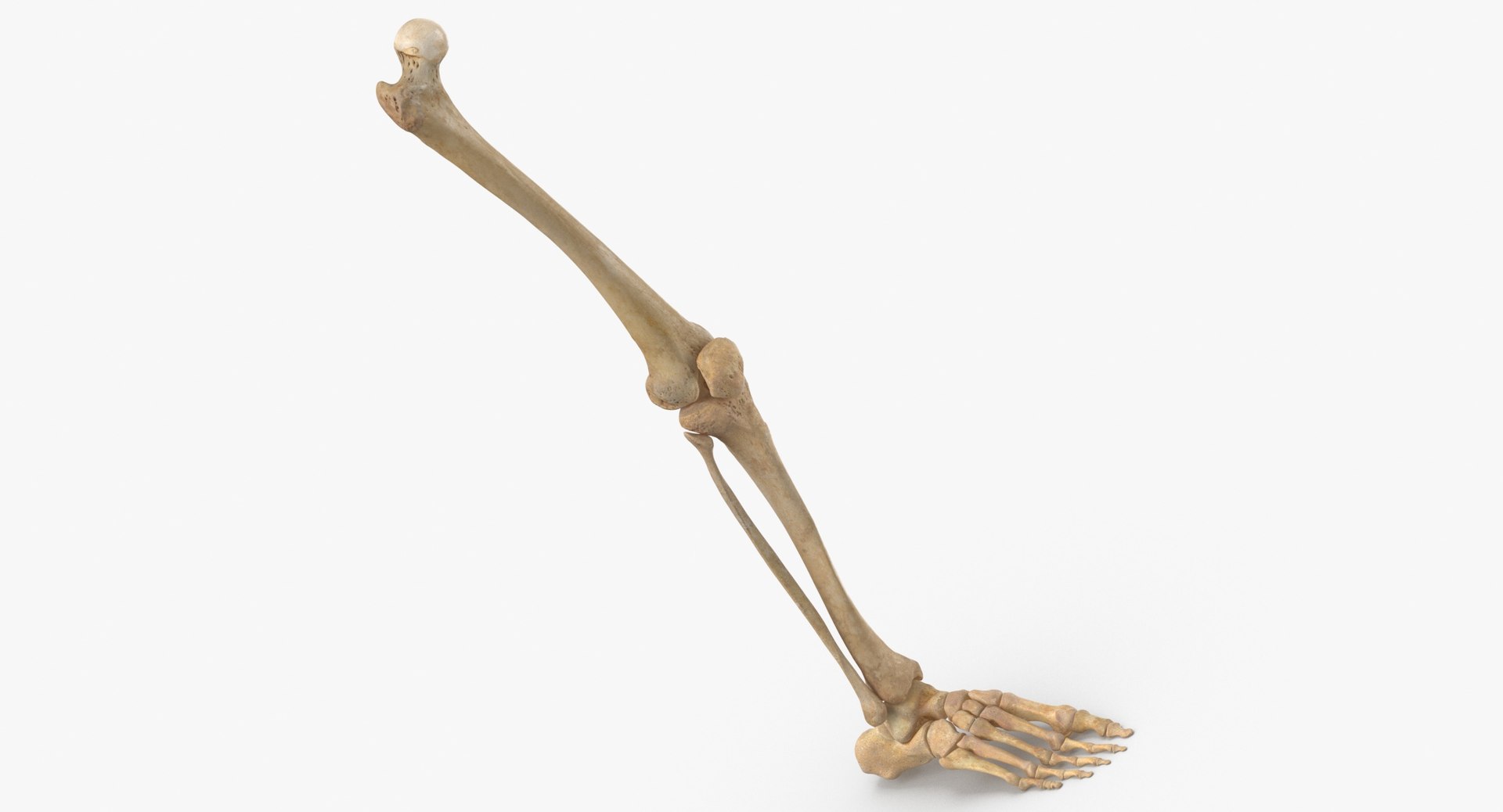 real skeleton leg