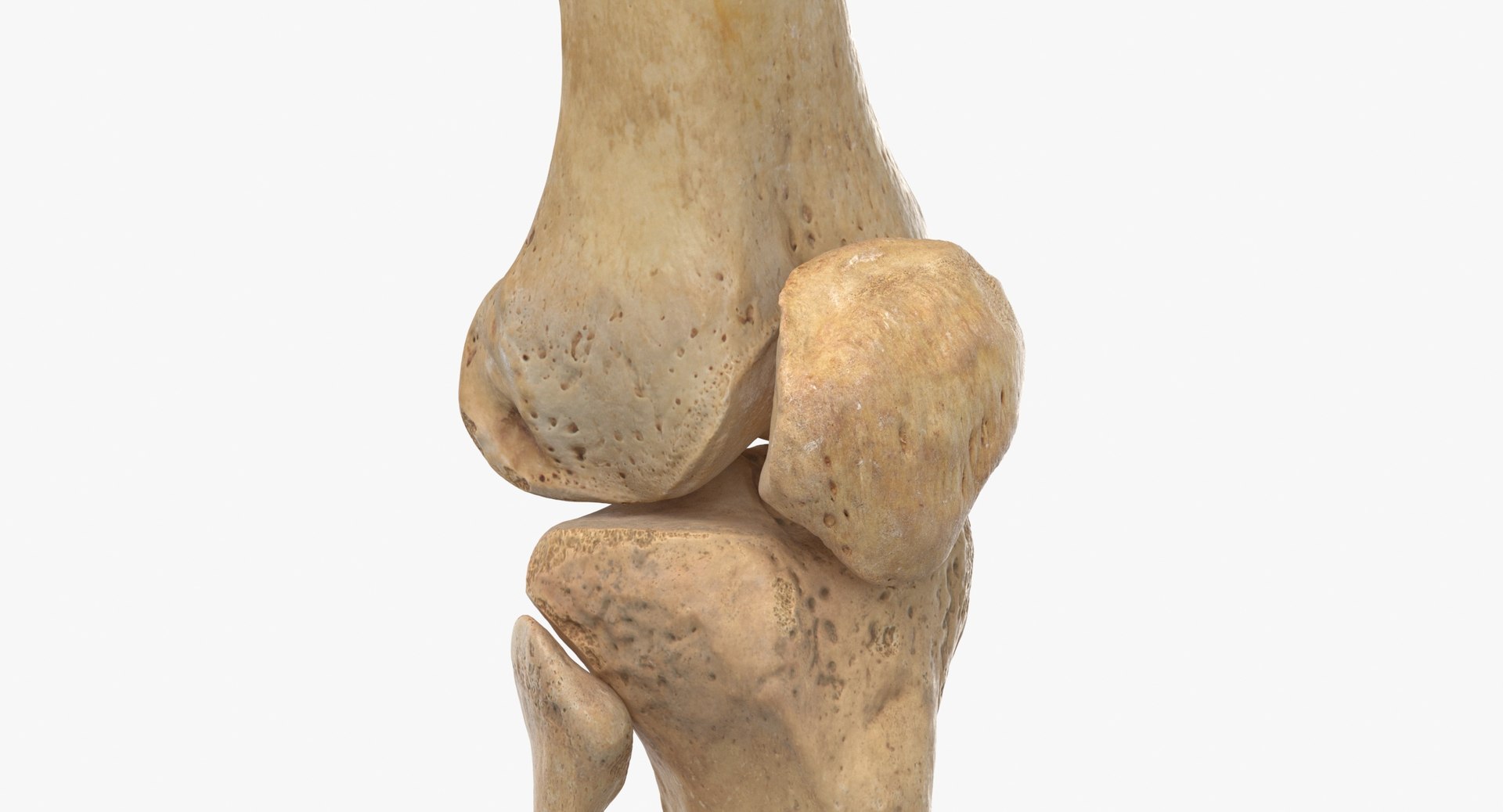 3D model human leg bones anatomy - TurboSquid 1550739