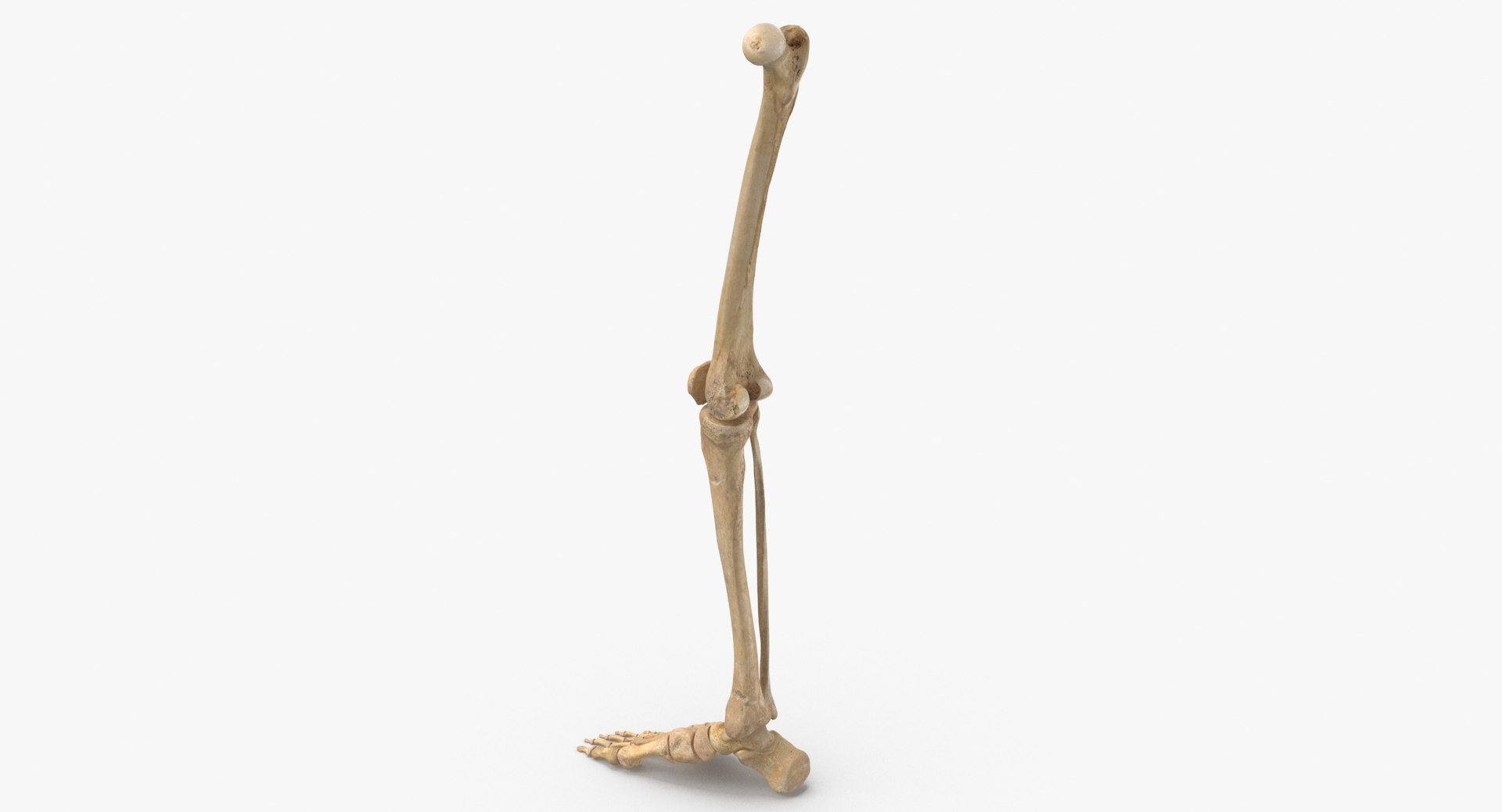 3D model human leg bones anatomy - TurboSquid 1550739
