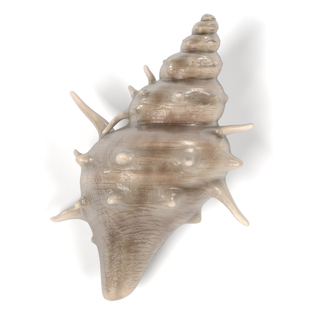 seashells shell 3d model