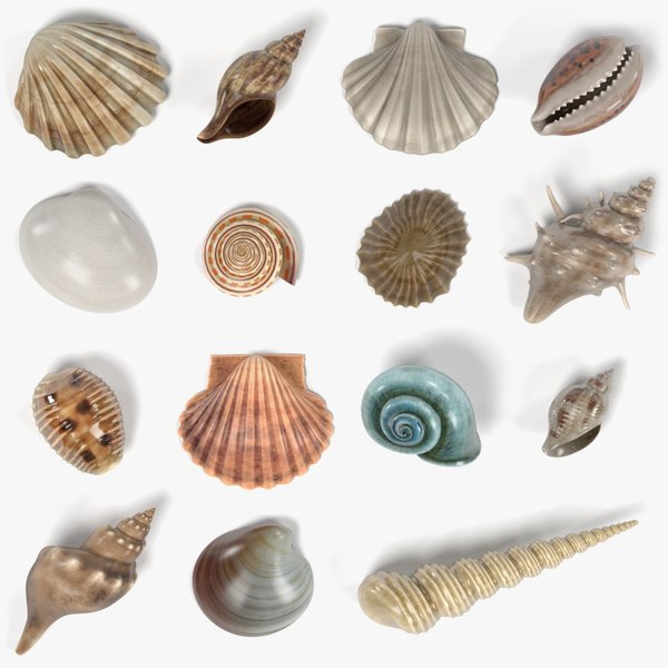 3D Shell Models | TurboSquid