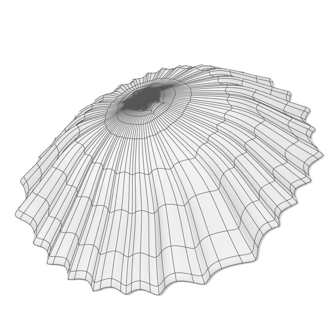 seashells shell 3d model