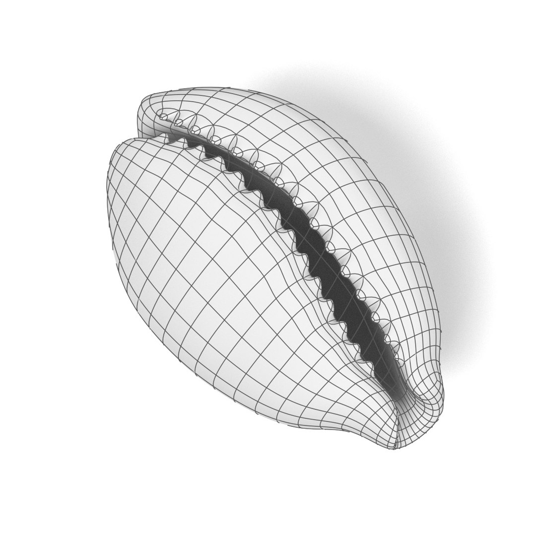 seashells shell 3d model