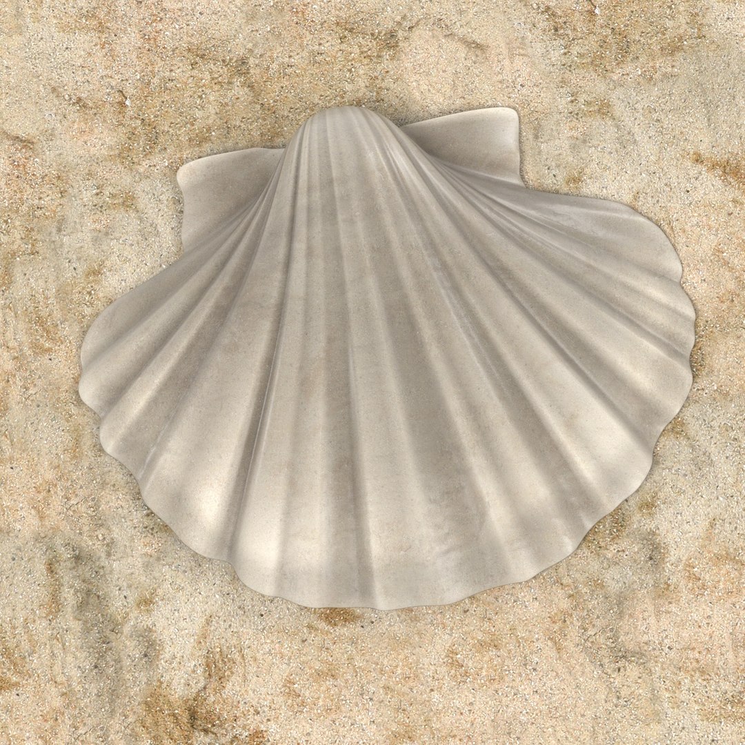 seashells shell 3d model