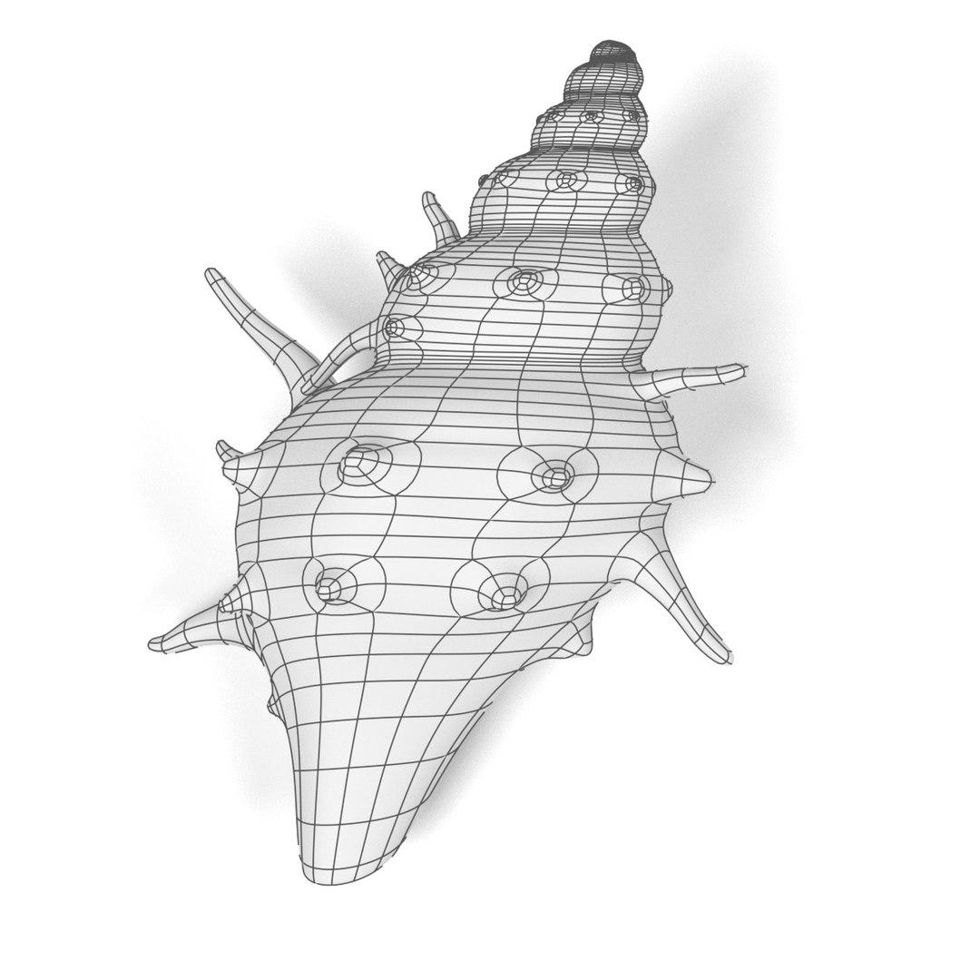 seashells shell 3d model
