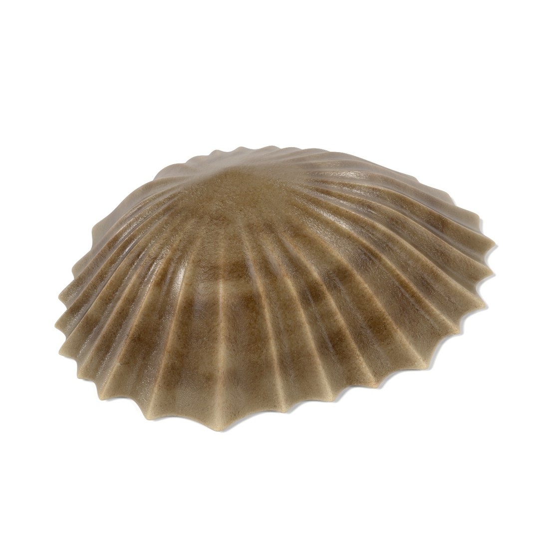 seashells shell 3d model
