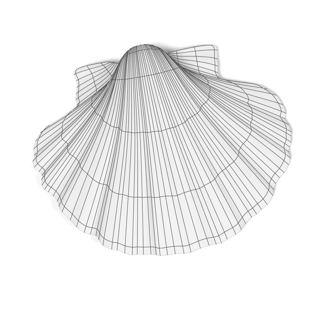 seashells shell 3d model