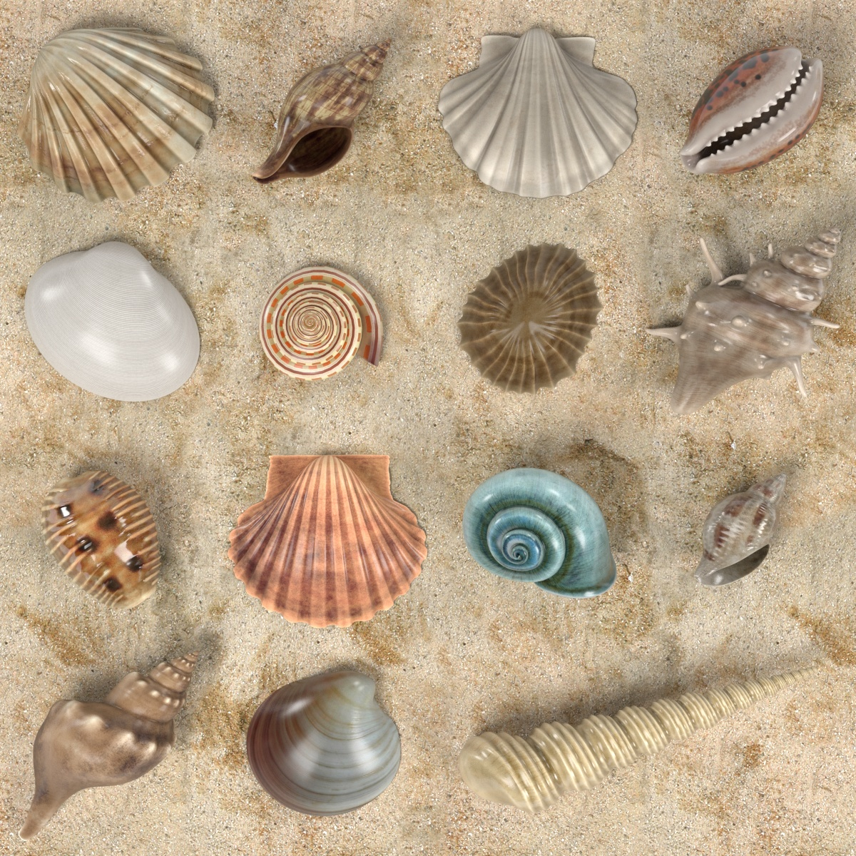 seashells shell 3d model
