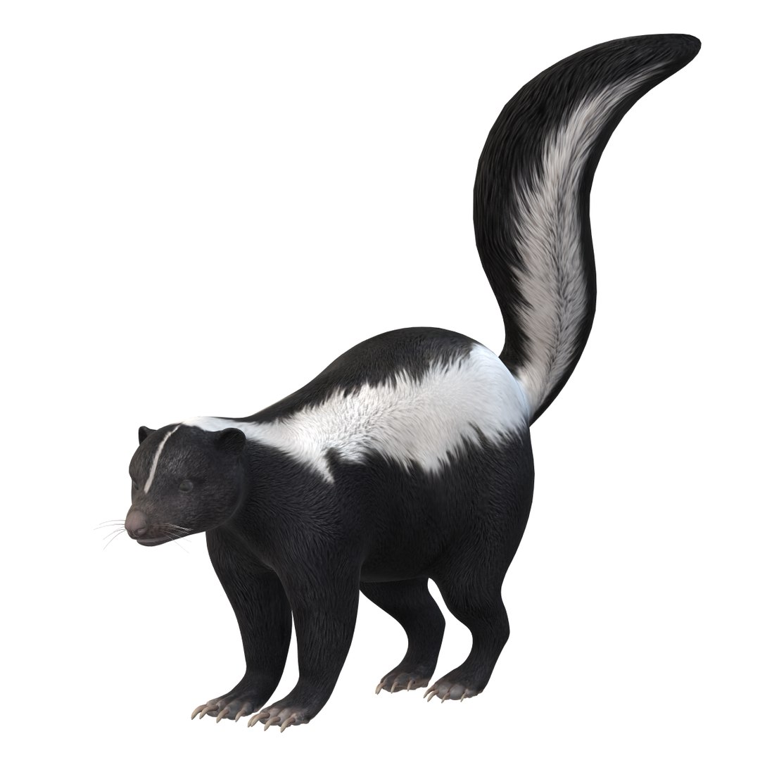 3D Skunk - TurboSquid 2400267