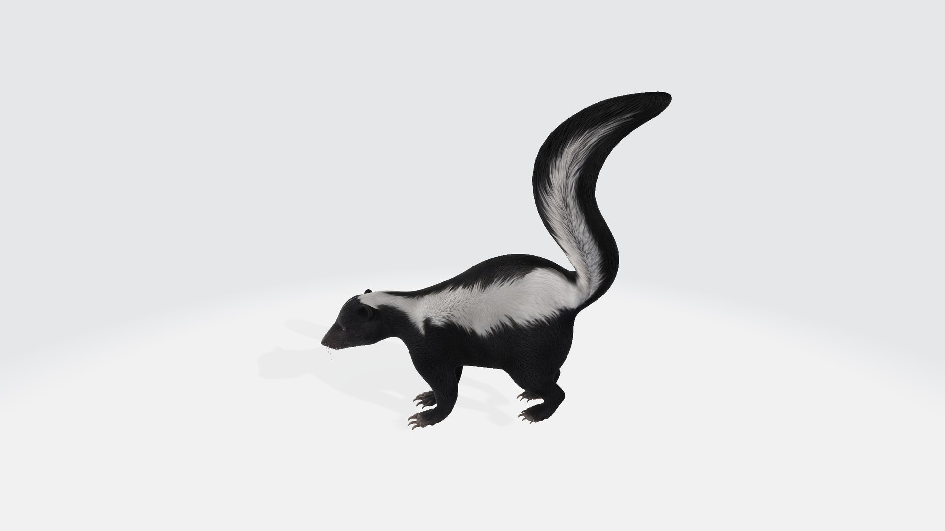 3D Skunk - TurboSquid 2400267