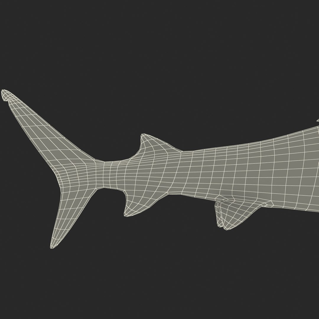 3d Tiger Shark