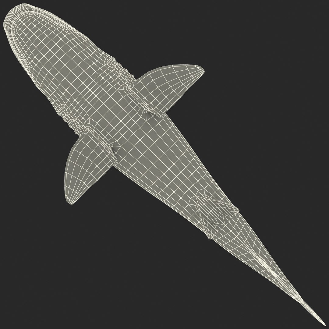 3d Tiger Shark