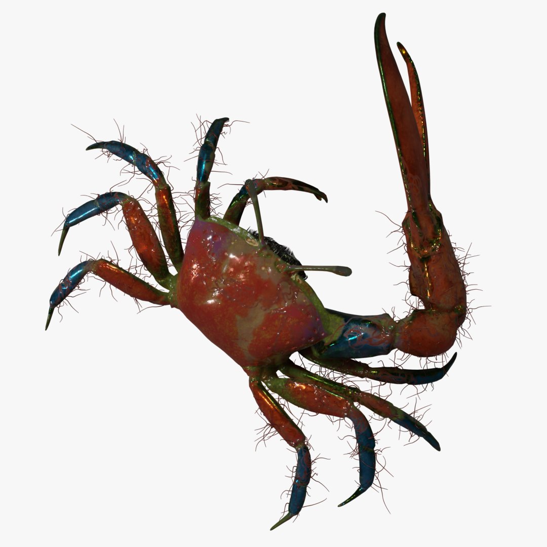 Fiddler crab 3D model - TurboSquid 1584696