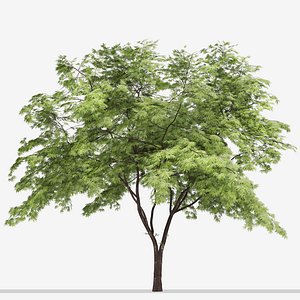 3D Japanese Maple Models - Browse & Download Formats - TurboSquid