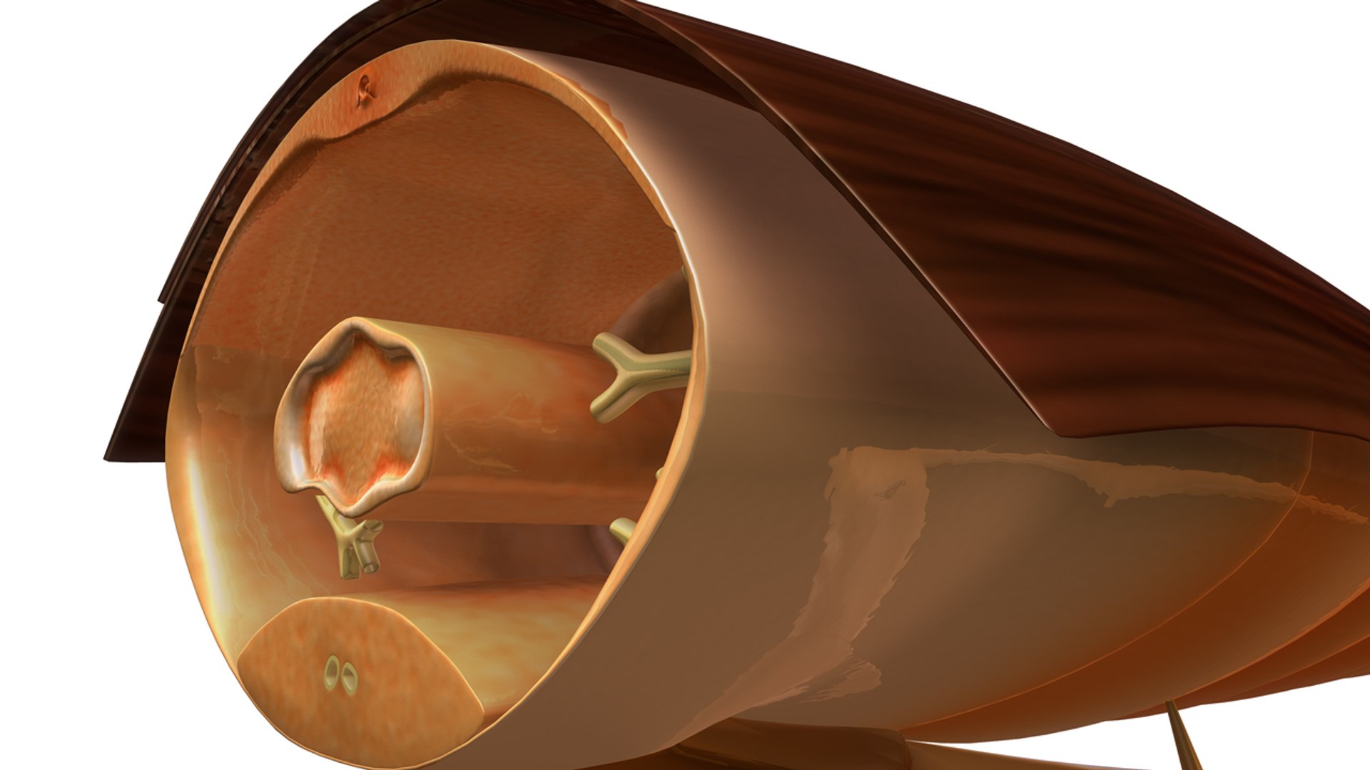 Cockroach Haemocoel Obj