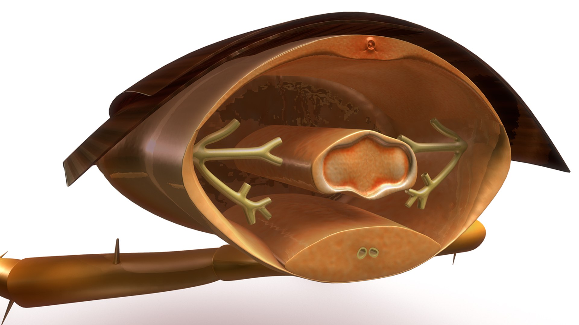 Cockroach Haemocoel Obj